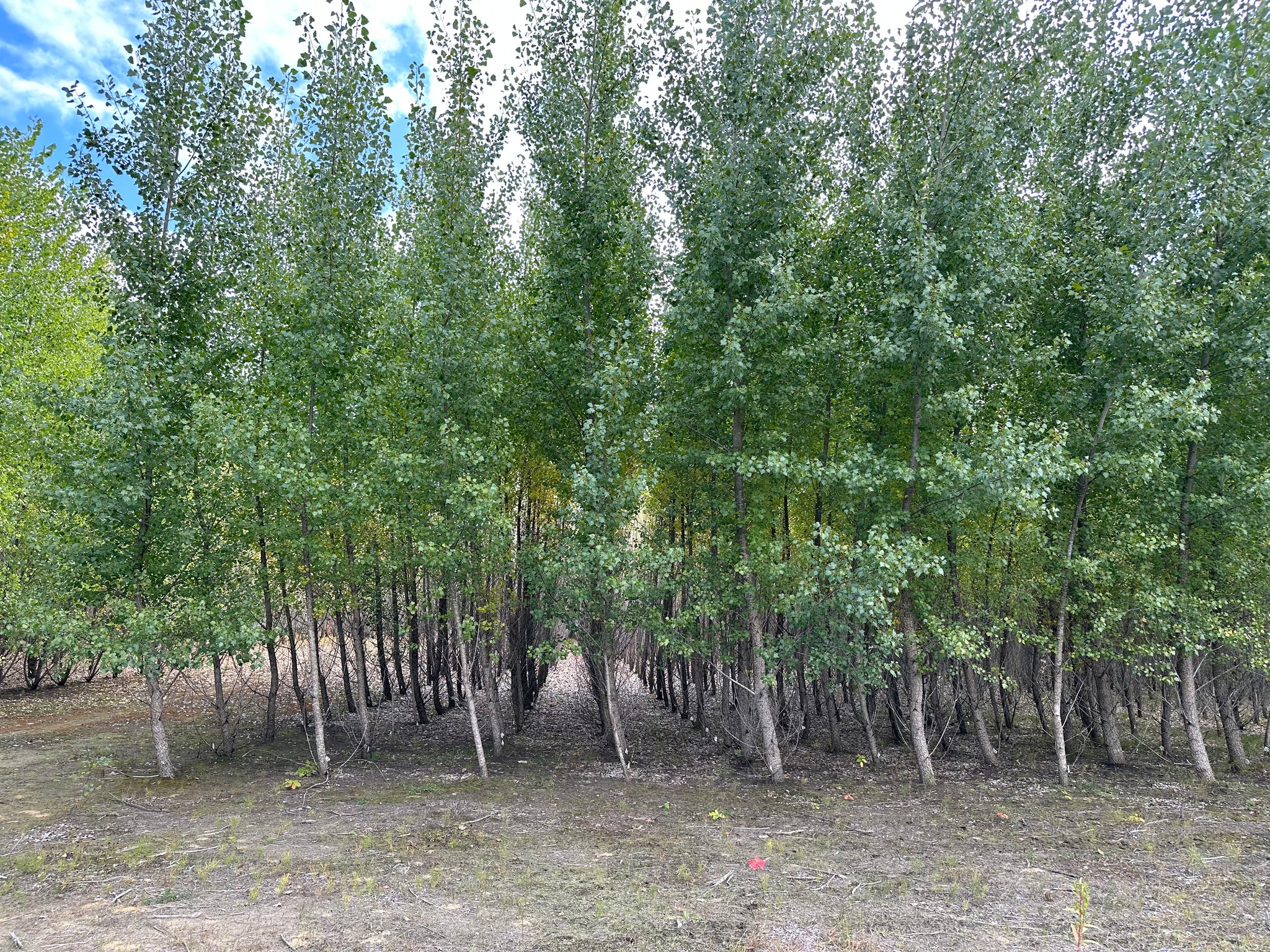 InnovaTree | Sprouted | DIY Trees Kit