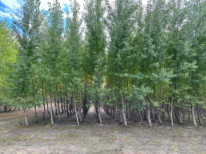 Products – DIY Trees